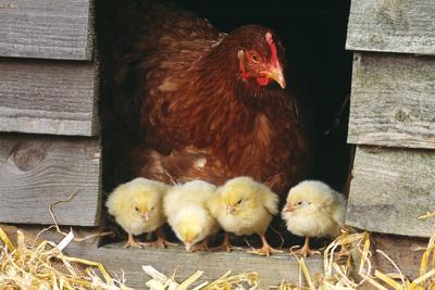 'Chicken Hen with Row of Four Chicks' Photographic Print | AllPosters.com