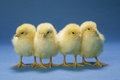 'Chickens X4 Chicks' Photographic Print | AllPosters.com