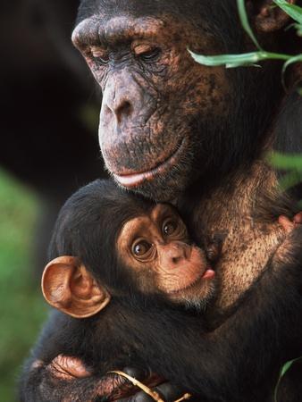 'Chimpanzee Mother Nurturing Baby' Photographic Print | AllPosters.com