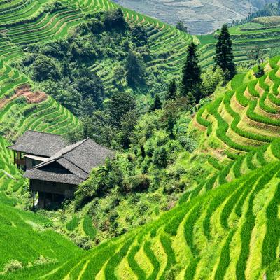 'China 10MKm2 Collection - Rice Terraces - Longsheng Ping'an - Guangxi ...