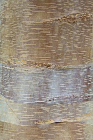'Chinese Red-barked Birch (Betula albo-sinensis) bark, close-up of ...