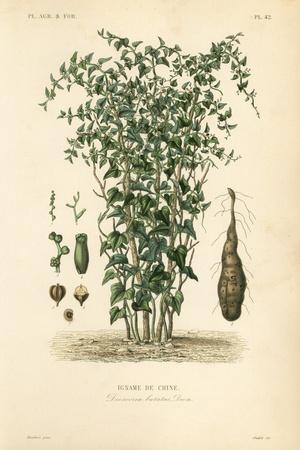 'Chinese Yam or Cinnamon-Vine, Dioscorea Polystachya, Dioscorea Batatas ...