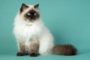 Persians Posters, Prints, Paintings & Wall Art | AllPosters.com