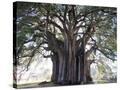 'El Tule Tree, the Worlds Largest Tree By Circumference, Oaxaca State ...