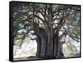 'El Tule Tree, the Worlds Largest Tree By Circumference, Oaxaca State ...