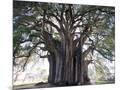 'El Tule Tree, the Worlds Largest Tree By Circumference, Oaxaca State ...