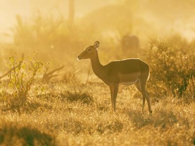 Female impala , Mapungubwe Nat'l Park, UNESCO World Heritage Site ...