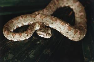 Christian Ziegler Posters for Sale: Prints, Paintings & Wall Art ...