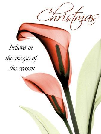 'Christmas Calla Lily' Photographic Print - Albert Koetsier ...