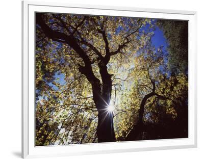 'California, Cleveland NF, the Sun's Rays Through a Black Oak Tree ...