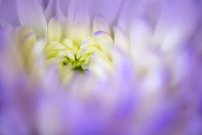 'Chrysanthemum flower opening up, Kentucky' Photographic Print ...