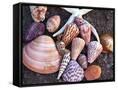 'Seashells Along the Gulf of California, Loresto, Mexico' Photographic ...