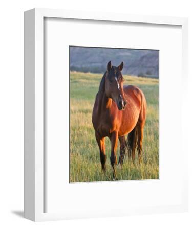 'Wild Horse in Theodore Roosevelt National Park, North Dakota, Usa ...