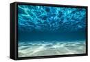 'Ocean Bottom, View Beneath Surface' Photographic Print - Cico ...