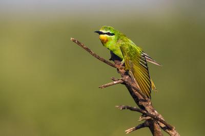 'Cinnamon-chested bee-eater (Merops oreobates) perching on branch ...