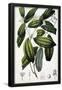 Cinnamon tree or Cinnamon plant, Vintage Botanical Print Giclee Print ...