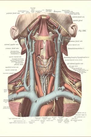 Circulation in the Neck Print | AllPosters.com