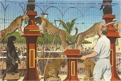'Circus Leopards, Panther, Lion, Sarasota, Florida' Posters ...