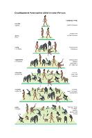 'Classification of Modern Humans (Homo Sapiens) Within the Order ...