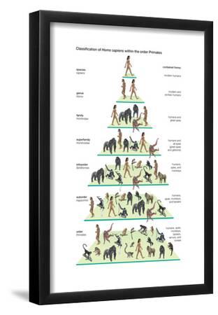'Classification of Modern Humans (Homo Sapiens) Within the Order ...