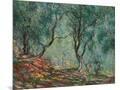 Olive Trees in the Moreno Garden, 1884 Giclee Print - Claude Monet ...