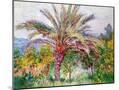 Palm Tree at Bordighera, C.1884 Giclee Print - Claude Monet ...