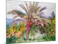 Palm Tree at Bordighera, C.1884 Giclee Print - Claude Monet ...