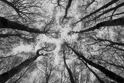 'Sassofratino Reserve, Foreste Casentinesi National Park, Badia ...