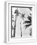 Climbing Coconut Palm to Tap Sap to Make Toddy, Ceylon, 1935 (B/W Photo ...