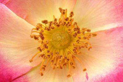 'Climbing Pink, Italy' Giclee Print | AllPosters.com