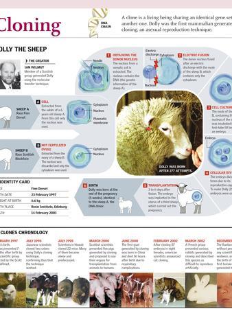 'cloning.' Photographic Print | AllPosters.com