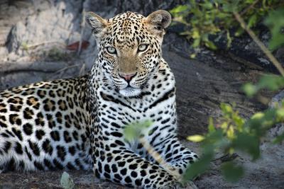 'Close Up Leopard Portrait Sitting' Photographic Print - Sheila Haddad ...
