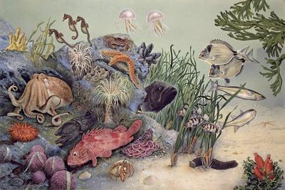 Close-Up of a Group of Various Sea Animals Giclee Print | AllPosters.com