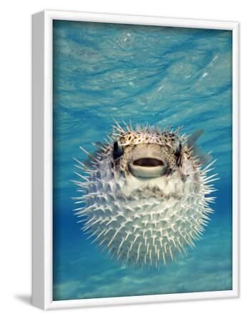 'Close-up of a Puffer Fish, Bahamas' Photographic Print | AllPosters.com