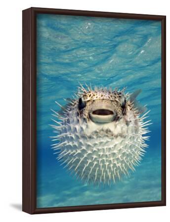 'Close-up of a Puffer Fish, Bahamas' Photographic Print | AllPosters.com