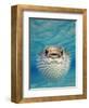 'Close-up of a Puffer Fish, Bahamas' Photographic Print | AllPosters.com