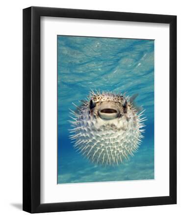 'Close-up of a Puffer Fish, Bahamas' Photographic Print | AllPosters.com