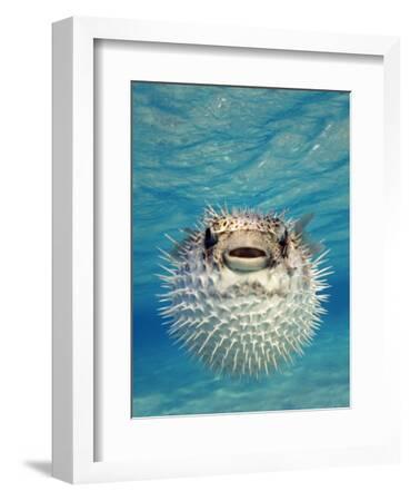 'Close-up of a Puffer Fish, Bahamas' Photographic Print | AllPosters.com