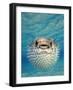 'Close-up of a Puffer Fish, Bahamas' Photographic Print | AllPosters.com