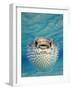 'Close-up of a Puffer Fish, Bahamas' Photographic Print | AllPosters.com