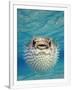Close-up of a Puffer Fish, Bahamas Photographic Print | AllPosters.com