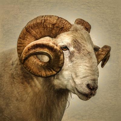 'Close up of a Ram with large horns' Photographic Print - Mark Gemmell ...