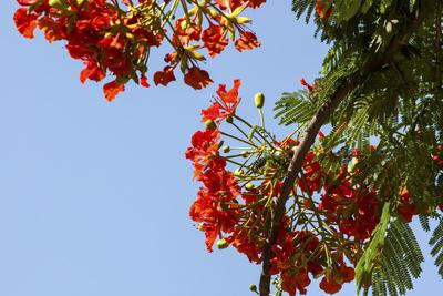 'Close-Up of African Flame Tree, Stone Town, Zanzibar, Tanzania ...
