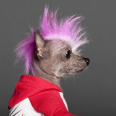 'Close-Up Of Chinese Crested Dog With Pink Mohawk, 4 Years Old, In ...