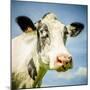 'Close Up of Cow's Face' Photographic Print - Mark Gemmell | AllPosters.com