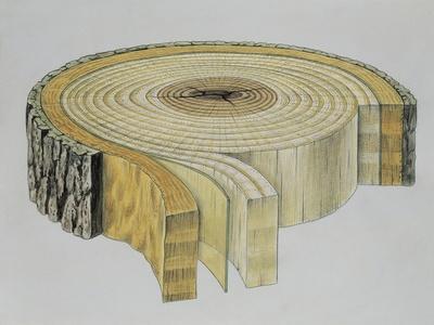 Close-Up of Different Layers of a Tree Trunk Giclee Print | AllPosters.com