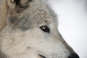 'Close-Up of Face and Snout of a North American Timber Wolf (Canis ...