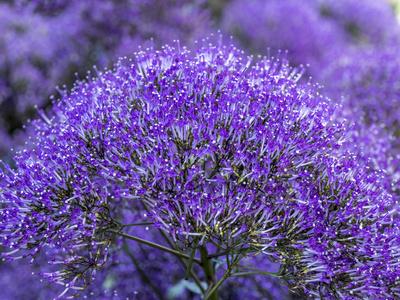 'Close-up of flowering purple throatwort, Trachelium caeruleum ...
