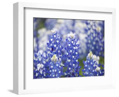 'Close Up of Group of Texas Bluebonnets, Texas, USA' Photographic Print ...