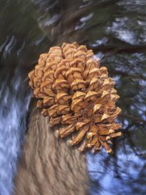 'Close-up of Pine Cone Falling from a Ponderosa Pine Tree, Sierra ...